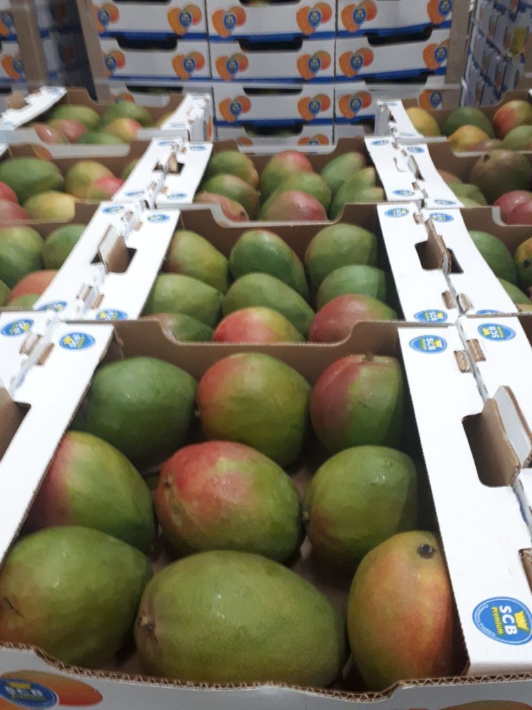 Mango Kent | Andalucia Export | Elcano Export