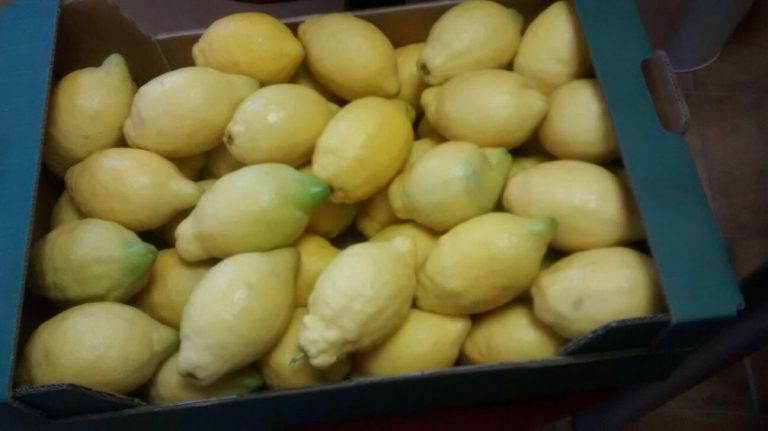 Limón Verna BIO | Andalucia Export | Elcano Export