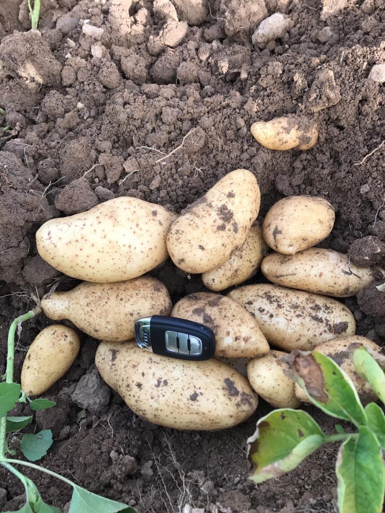 Patata spunta | Andalucia Export | Elcano Export