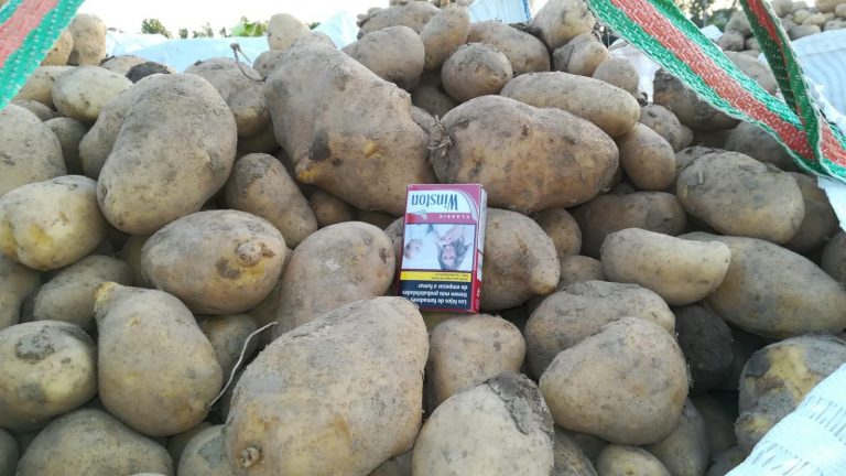 Patata Agria BIO | Andalucia Export | Elcano Export